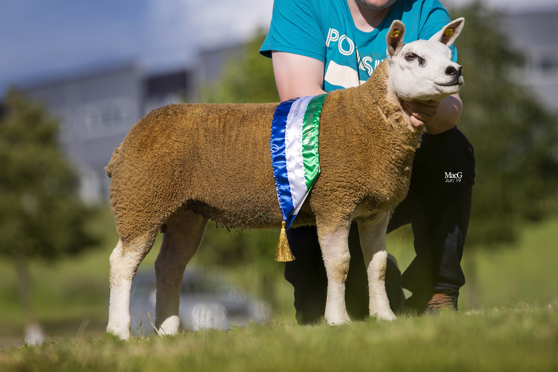 Growvite Texel All Ireland Report - Irish Texel