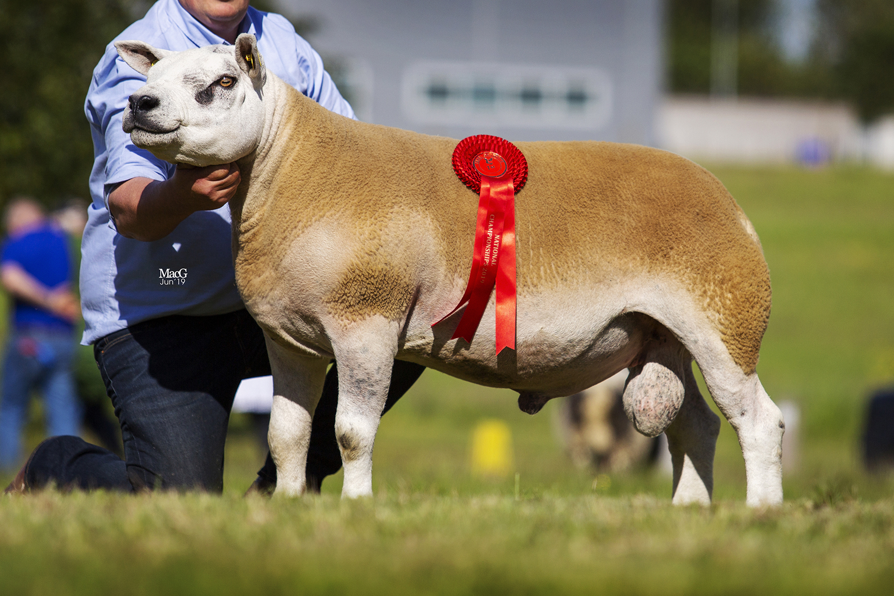 Growvite Texel All Ireland Report - Irish Texel