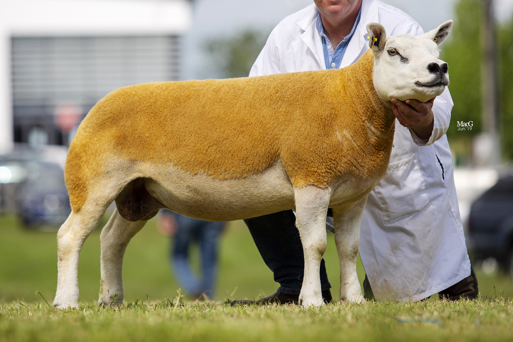Growvite Texel All Ireland Report - Irish Texel