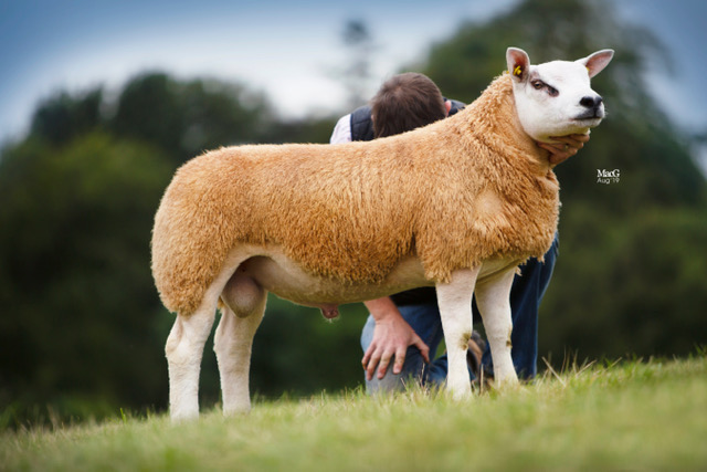 Second Main Sale - Irish Texel
