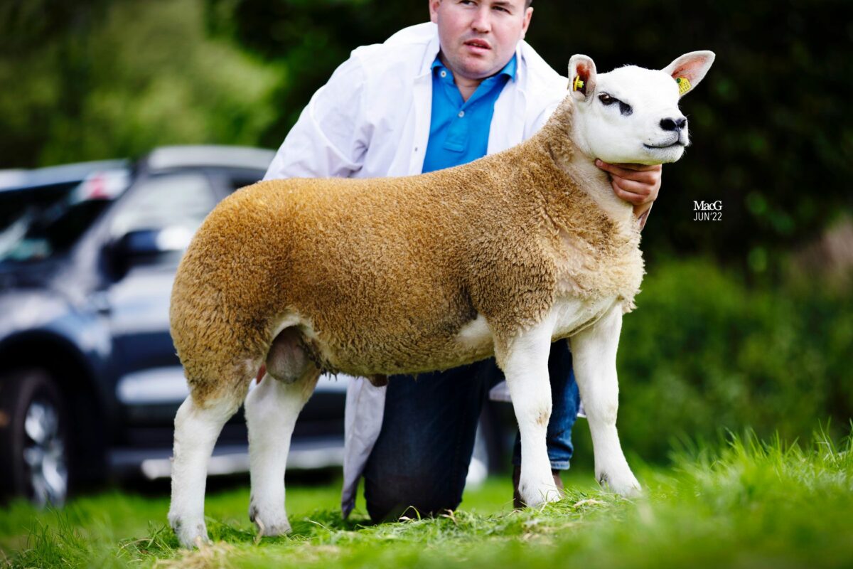 Growvite Texel All Ireland is a Dapper Day.. - Irish Texel